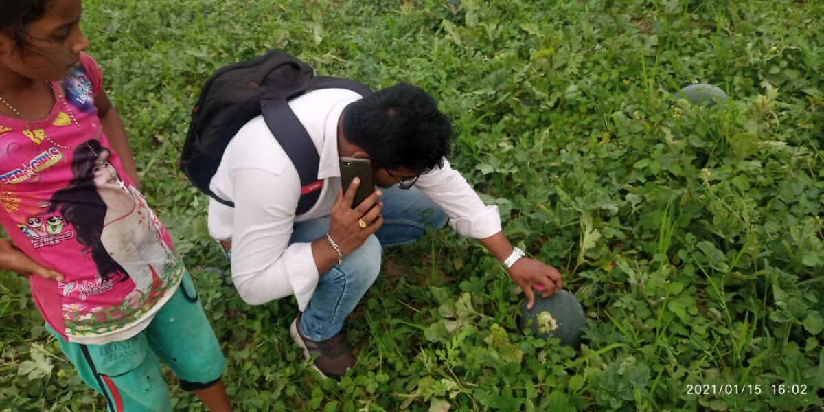 Incidence of Rind worm in Watermelon fields in Goa - Goemkarponn - Goa News