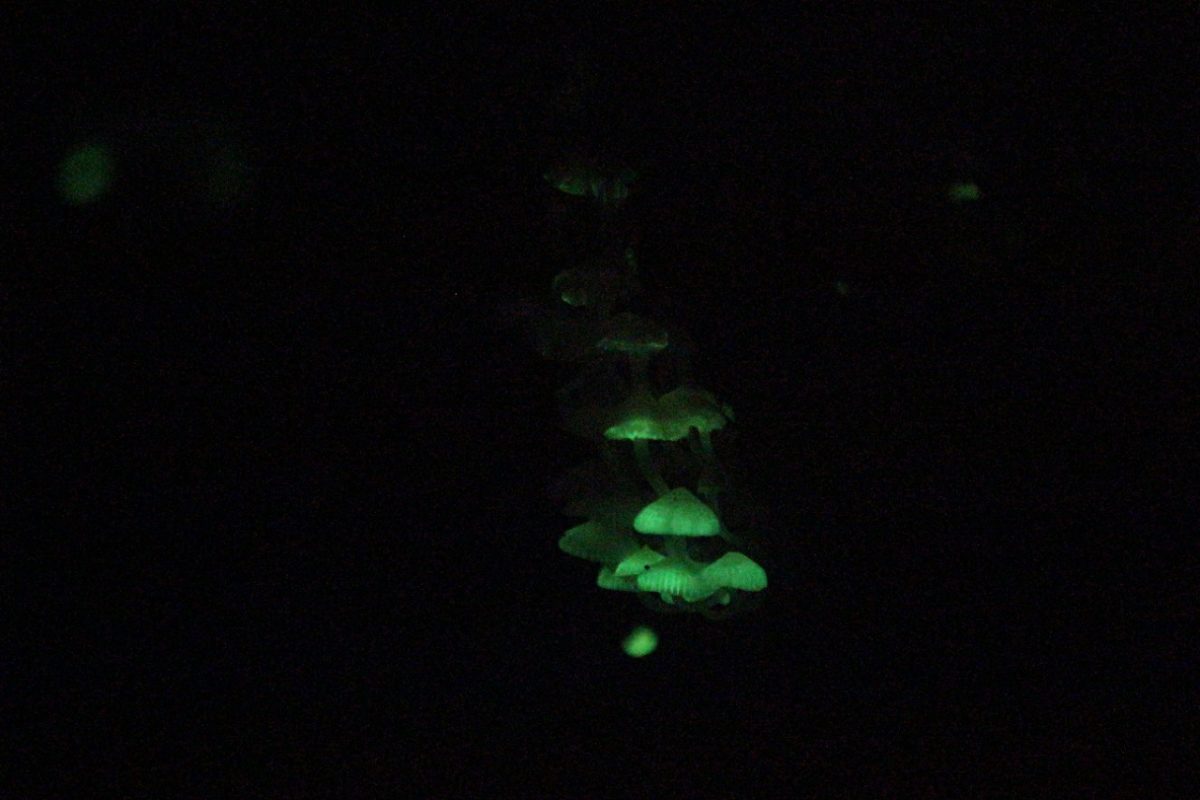 Not Just Beaches, Real Goa Lies in Our Glowing Forests - Goemkarponn ...