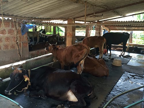 The Big "Fat" Cattle-feed Scam of Goa Dairy? - Goemkarponn - Goa News