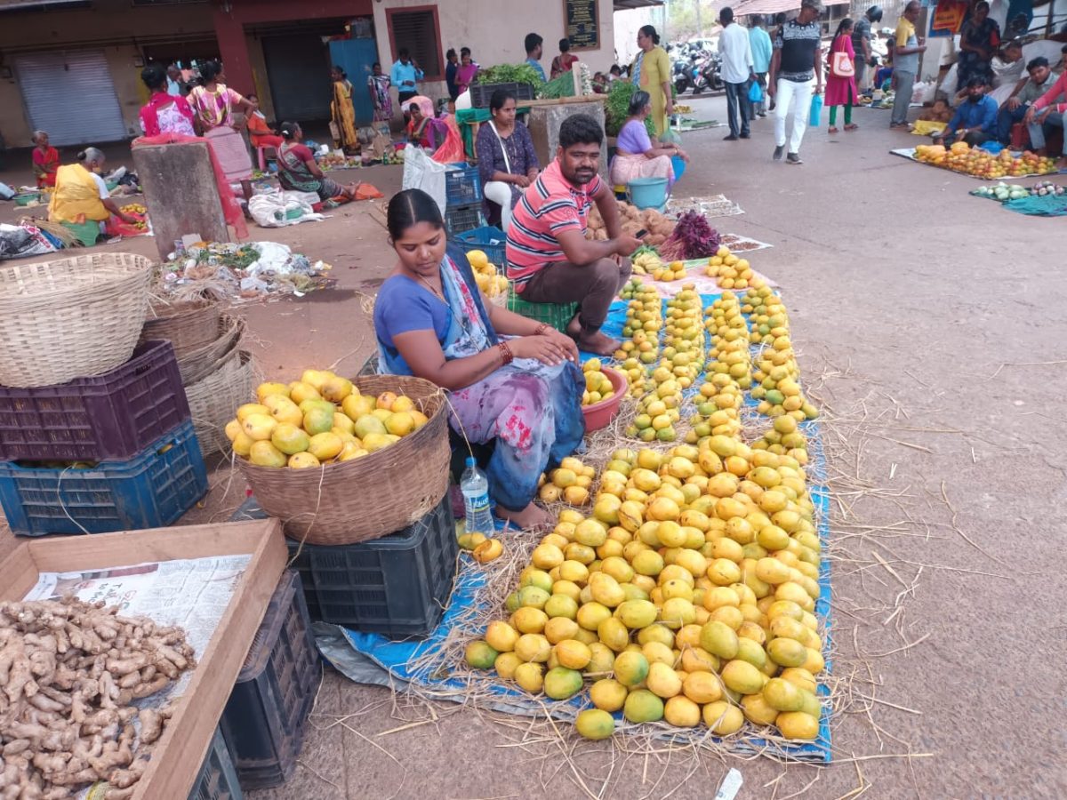 Prices of Mango fall as Mankurad variety makes presence in market with ...