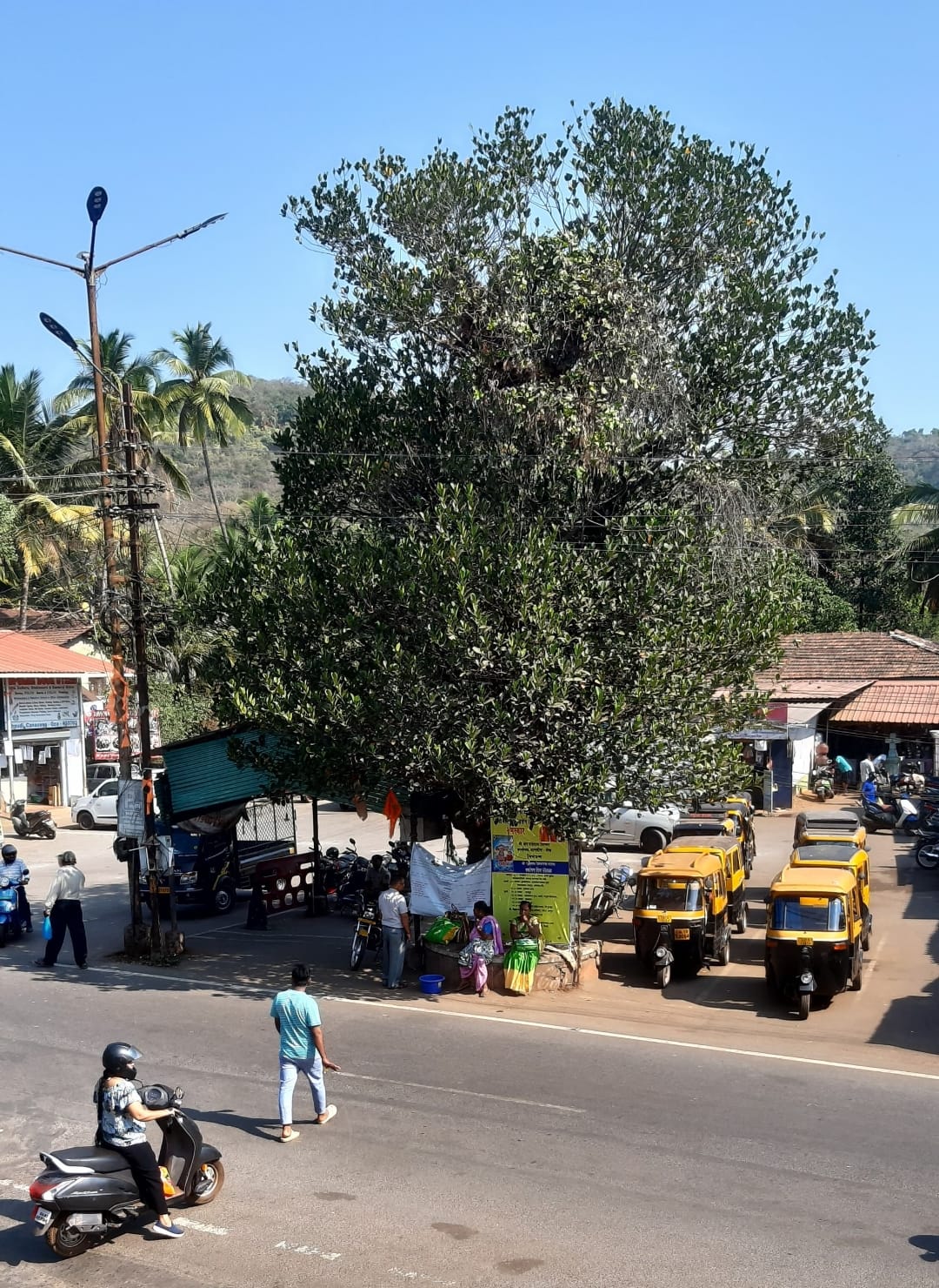 CMC to cut Chaudi’s iconic Jackfruit Tree for Shivaji Maharaj statue ...